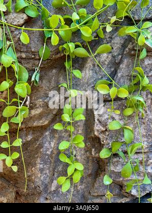Soothing and Calming Nature Peaceful Vines Background Stock Photo - Alamy