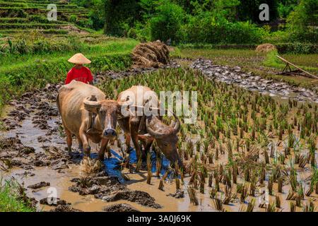 Indonesian rice farmer, Central Java, Indonesia Stock Photo - Alamy