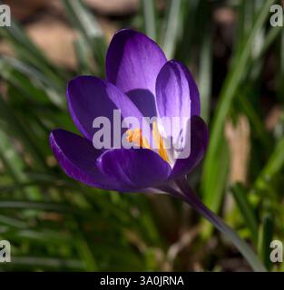 Spring Flower Ruby Giant Crocus Stock Photo - Alamy