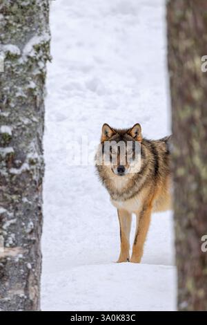 Deep forest in Lapland, Norway Stock Photo - Alamy