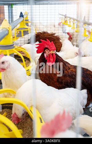 Vertical photo of Dekalb White chickens in a poultry farm Stock Photo ...