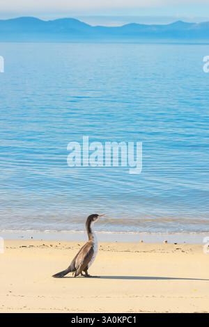 New Zealand Pied Shag on seashore, Abel Tasman National Park, Nelson ...