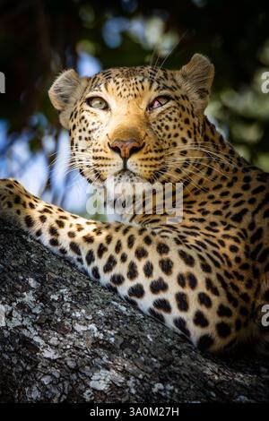African Leopard (Panthera pardus) with injured eye resting in tree in ...
