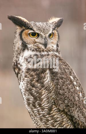 Steady stare from Great Horned Owl, Bubo virginianus, in winter with ...