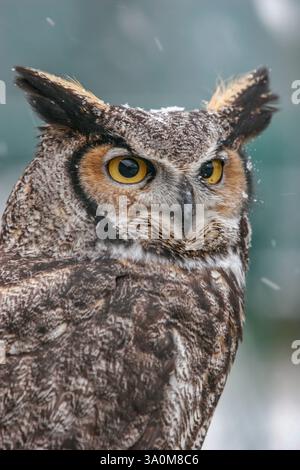 Steady stare from Great Horned Owl, Bubo virginianus, in winter with ...