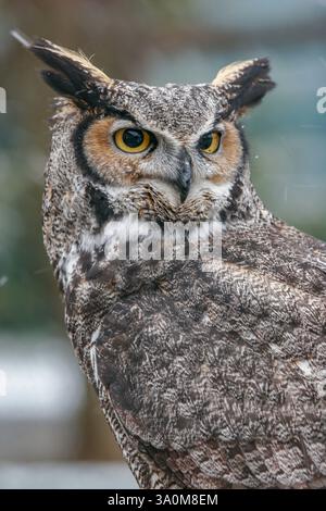 Steady stare from Great Horned Owl, Bubo virginianus, in winter with ...