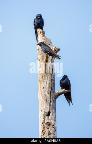 Purple Martin bird at Vancouver BC Canada Stock Photo - Alamy