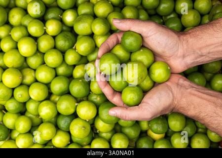 Lemon lime in the hands of the farmer in the Colombian market square ...