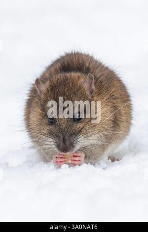 Brown rat, Norway rat at Vancouver BC Canada Stock Photo - Alamy