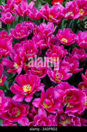 Red tulip called Supri Candy, Triumph group. Tulips are divided into ...