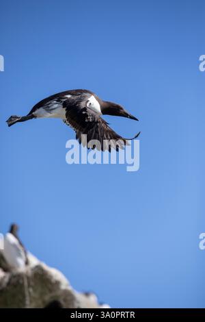 Common Murre in flight Stock Photo - Alamy