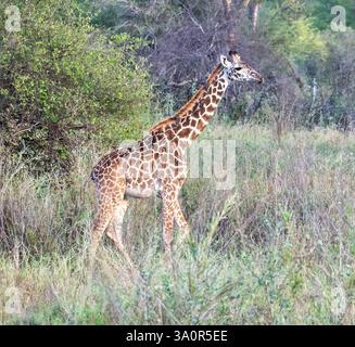Tall giraffe walking gracefully through dry yellow savannah scenery ...