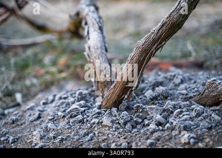The soil where grapes grow is fertilized with ash in winter. Grape ...