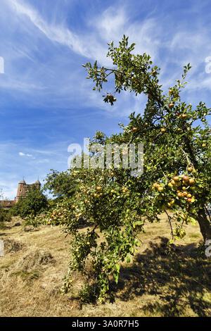 Apple orchard with many apple trees and apples Stock Photo - Alamy