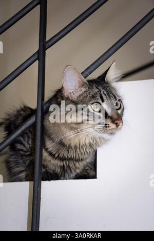 Fluffy tabby cat peering through stair railing Stock Photo - Alamy