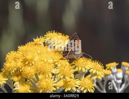 Meadow brown, butterfly on a yellow flower Stock Photo - Alamy