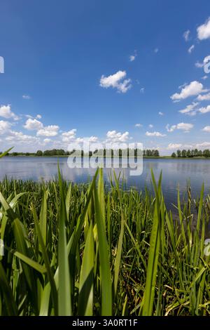 wavy river in forest in green summer. Amata river in Latvia, view from ...