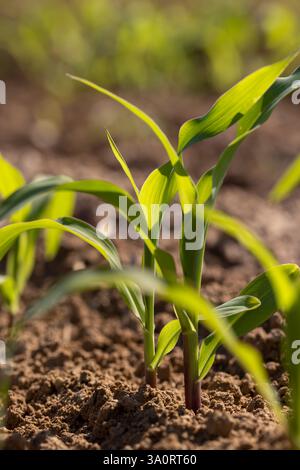 a monocultural field with fresh corn sprouts in fertile soil with ...