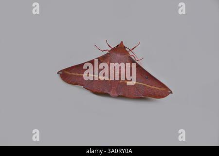 Pink Bellied Moth 'Oenochroma vinaria' Stock Photo - Alamy