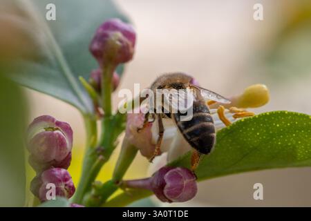Spanish Honey Bees 'Apis mellifera' on comb in Andalucia, Spain Stock ...