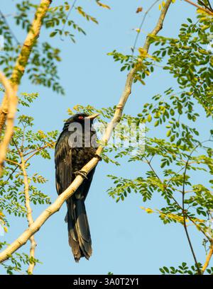 Common cuckoo sitting on a tree branch Stock Photo - Alamy