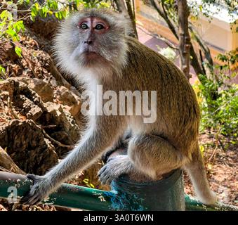 This wildlife shot captures the essence of primate behavior, showcasing ...