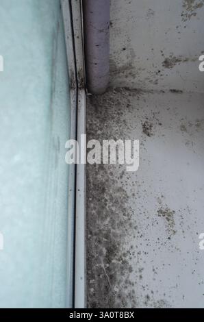 Hazardous black mold on damp wall by window frame Stock Photo - Alamy