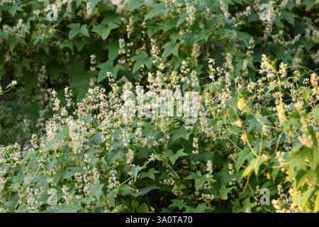Echinocystis, Echinocystis, is a monotypic genus of annual herbaceous ...