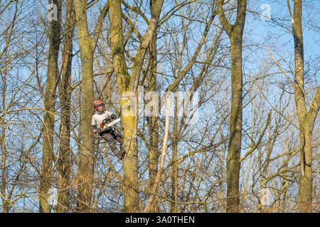 Man cutting poplar trees with a chain saw for a nature reconstruction ...
