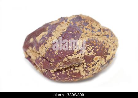 The plant pathogen fungal disease monilia fructigena fungus on a red ...