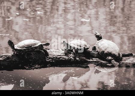 A small turtle crawling on the tree branch on the lake Stock Photo - Alamy
