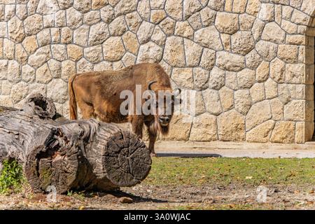Lone huge water buffalo in the wild Stock Photo - Alamy
