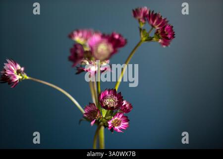 A great masterwort plant against a dark background Stock Photo - Alamy