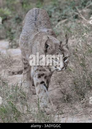 Bobcat (Lynx rufus) walking through forest at night, Mt Hood National ...