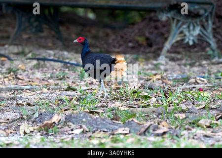 Crestless firebacks (Lophura sp) in forested area in Malaysia Stock ...