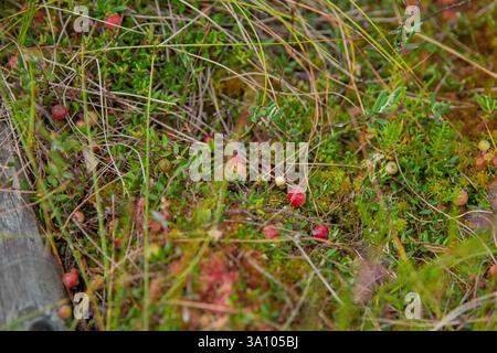 cranberries in the swamp. forest Stock Photo - Alamy