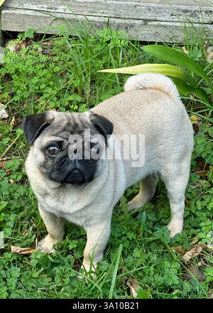 Funny one-year-old pug in a Christmas cap. Christmas, New Year and dogs ...
