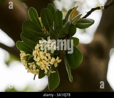 Close-up of lush, green southern italian snapdragon, scientifically ...