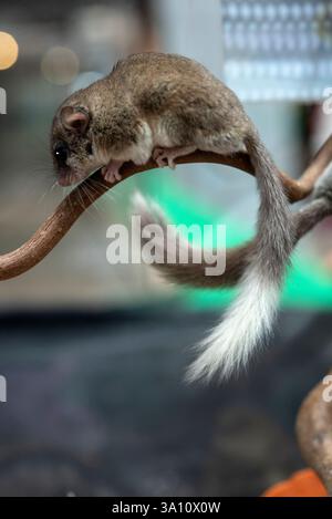 The woodland dormouse (Graphiurus murinus) African pygmy dormouse ...