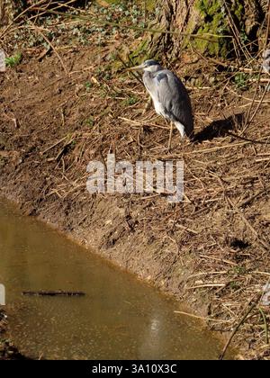 Graureiher steht an Bachlauf auf der Pirsch Graureiher steht an ...