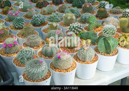 The Arid Garden, Collection of cacti in Royal Botanic Gardens ...