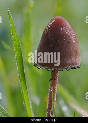 Common Bonnet Fungi (Mycena galericulata), Stelling Minnis, Kent UK ...