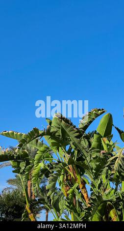 Egyptian garden with banana trees in Resort town, Egypt Stock Photo - Alamy