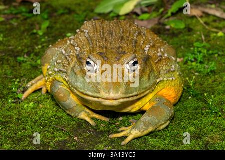 Giant Burrowing Frog Stock Photo - Alamy