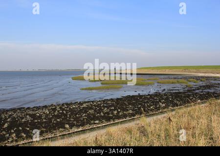 dry falling grass humps and mud in a curve of the seawall during ebbing ...