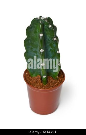 Green Cactus without pot on rustic wooden background. Deadpan style ...