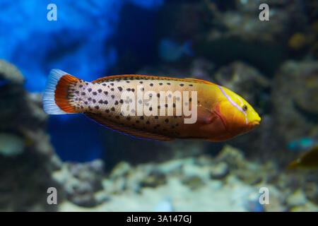 CORIS WRASSE OR QUEEN CORIS swimming in the clean sea underwater with ...