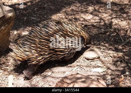 The short nosed echidna has strong-clawed feet and spines on the upper ...
