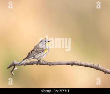 A Yellow-rumped Warbler perches on a beautiful spring day Stock Photo ...