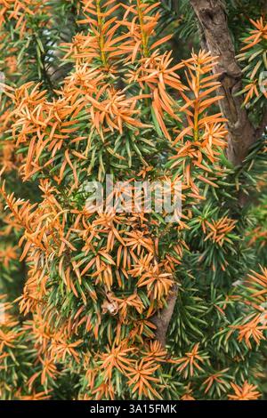Close-up of conifer tree with Phtyophtora - Dieback disease on leaves ...